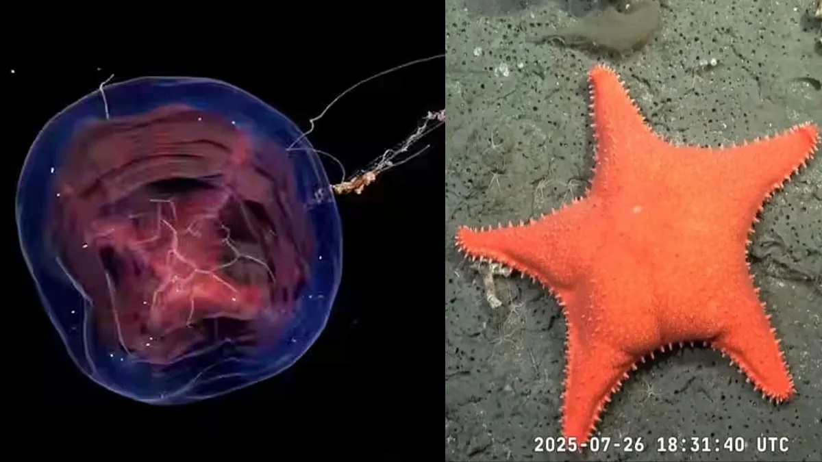 La próxima expedición del CONICET ya tiene fecha y destino: qué lugares ...